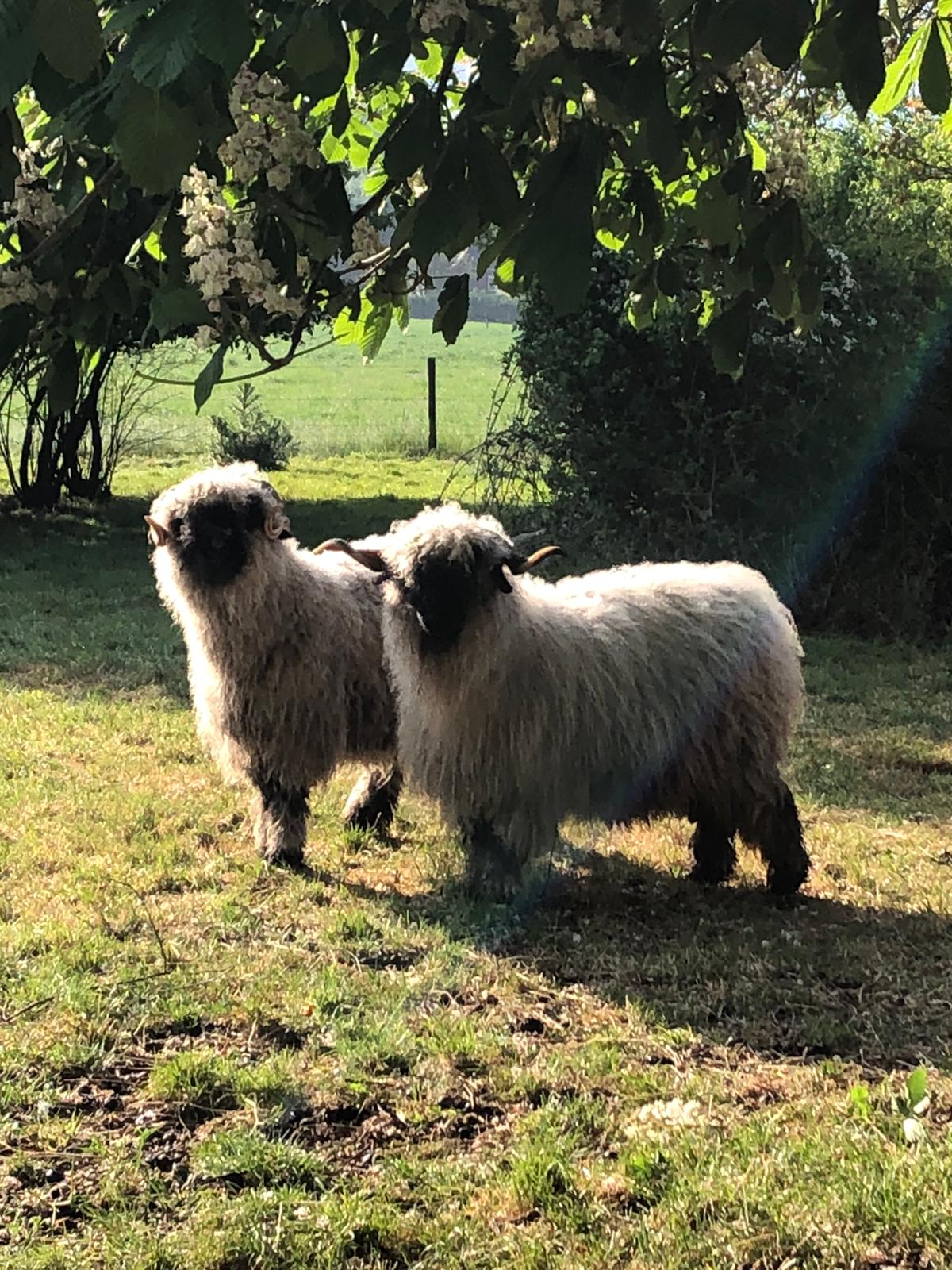 Walliser Schwarznase schapen