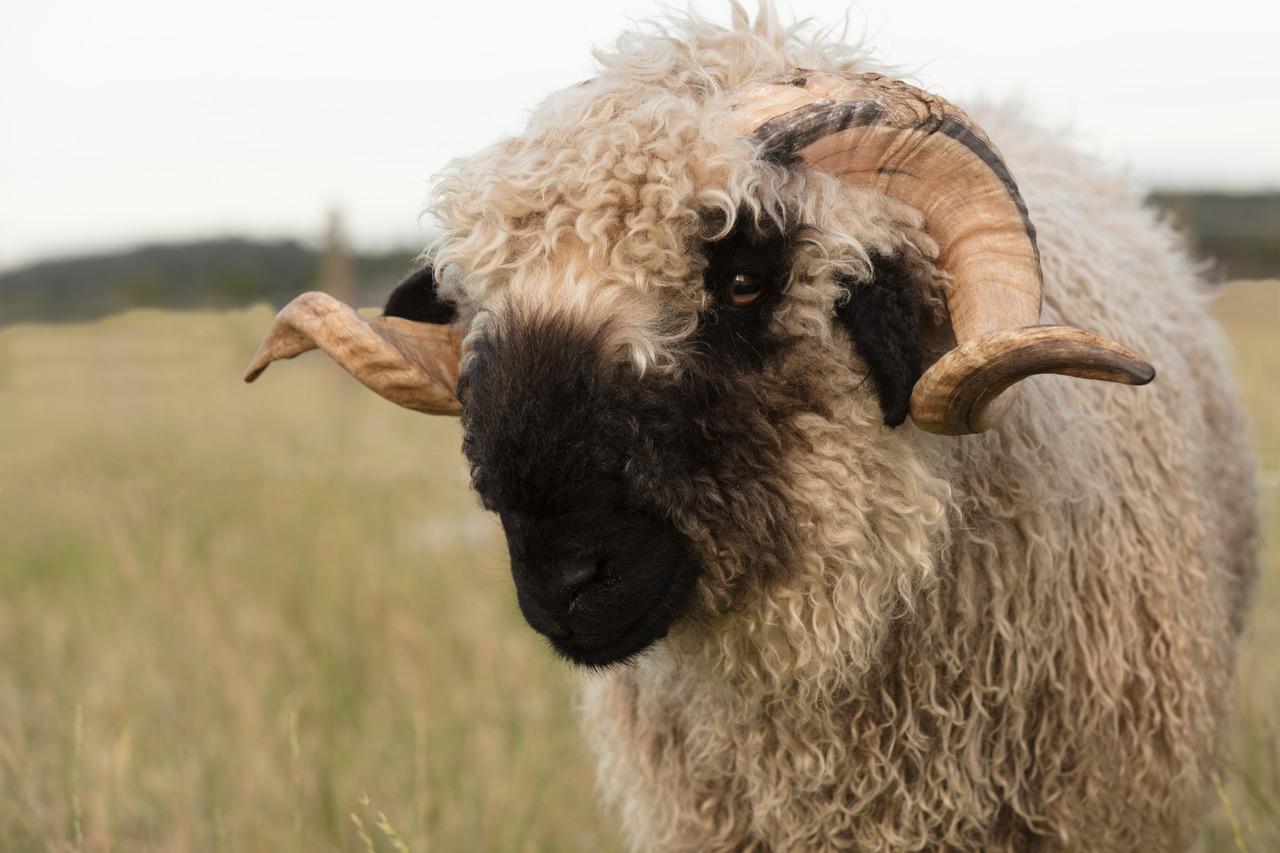 Walliser Schwarznase schapen